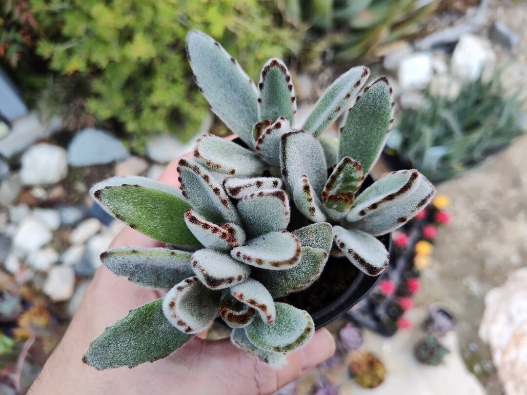 3 Kalanchoe Tomentosa Panda Ear Rare Succulent Cactus Plant 4 Pot - Etsy
