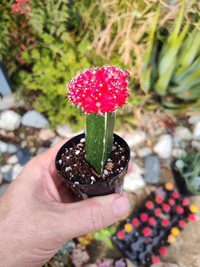 Gymnocalycium Mihanovichii moon Cactus 34 Variegated Red Succulent ...