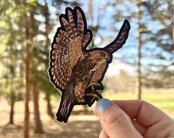 Red Tailed Hawk Feather Sticker | Bird Sticker, Outdoor Sticker, Nature ...