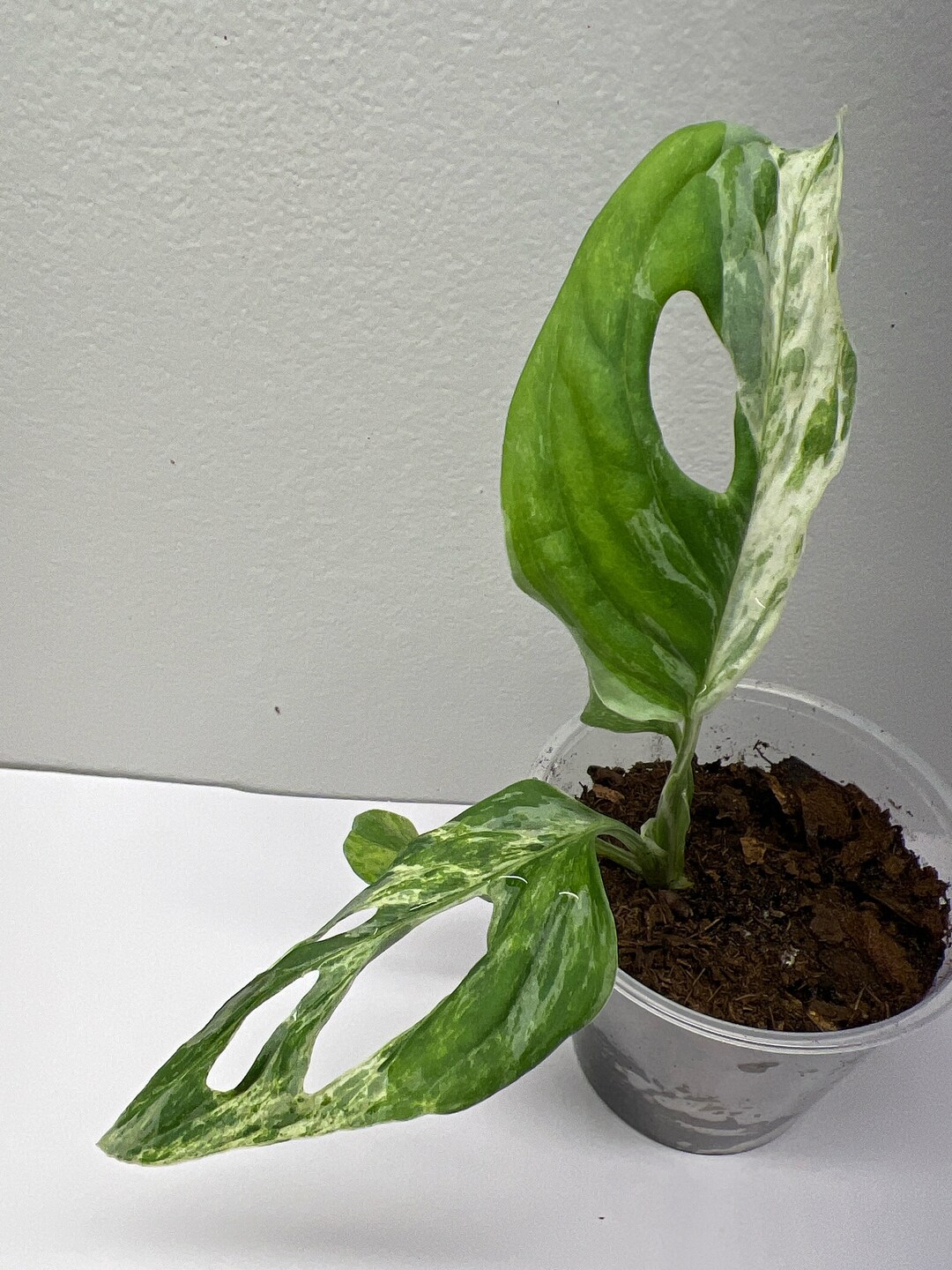 Monstera Adansonii Indo Plant 2pot - Etsy