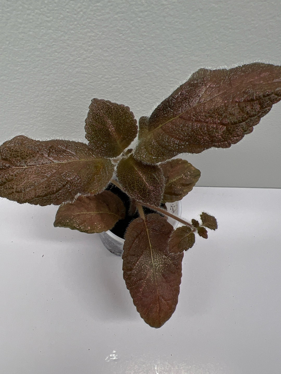 Episcia Chocolate Velour / Gesneriads/african Violet /2” Pot - Etsy
