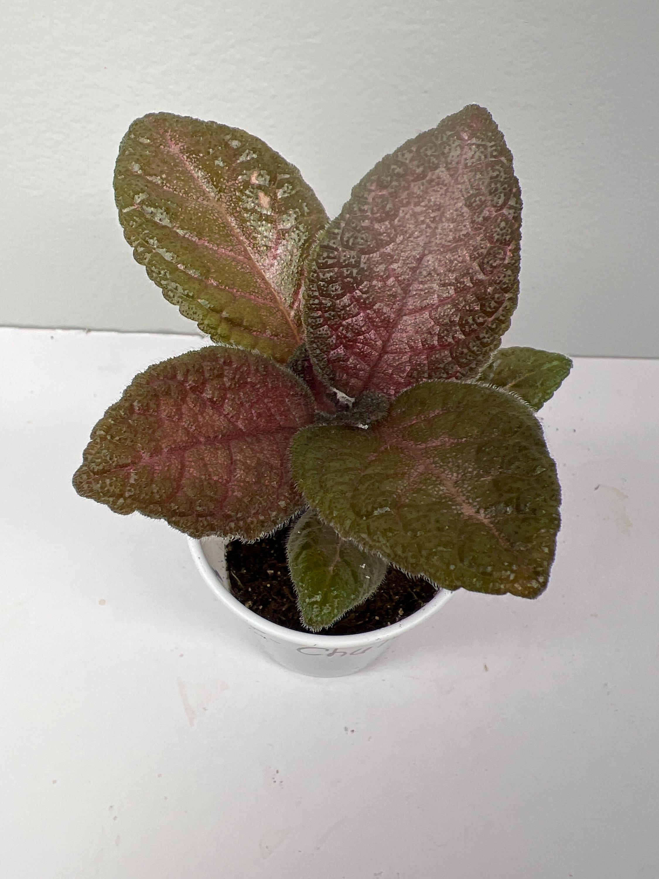 New Episcia Ksp-chumatsʹkyy Shlyakh (milky Way ) (o.pickovets) - Etsy