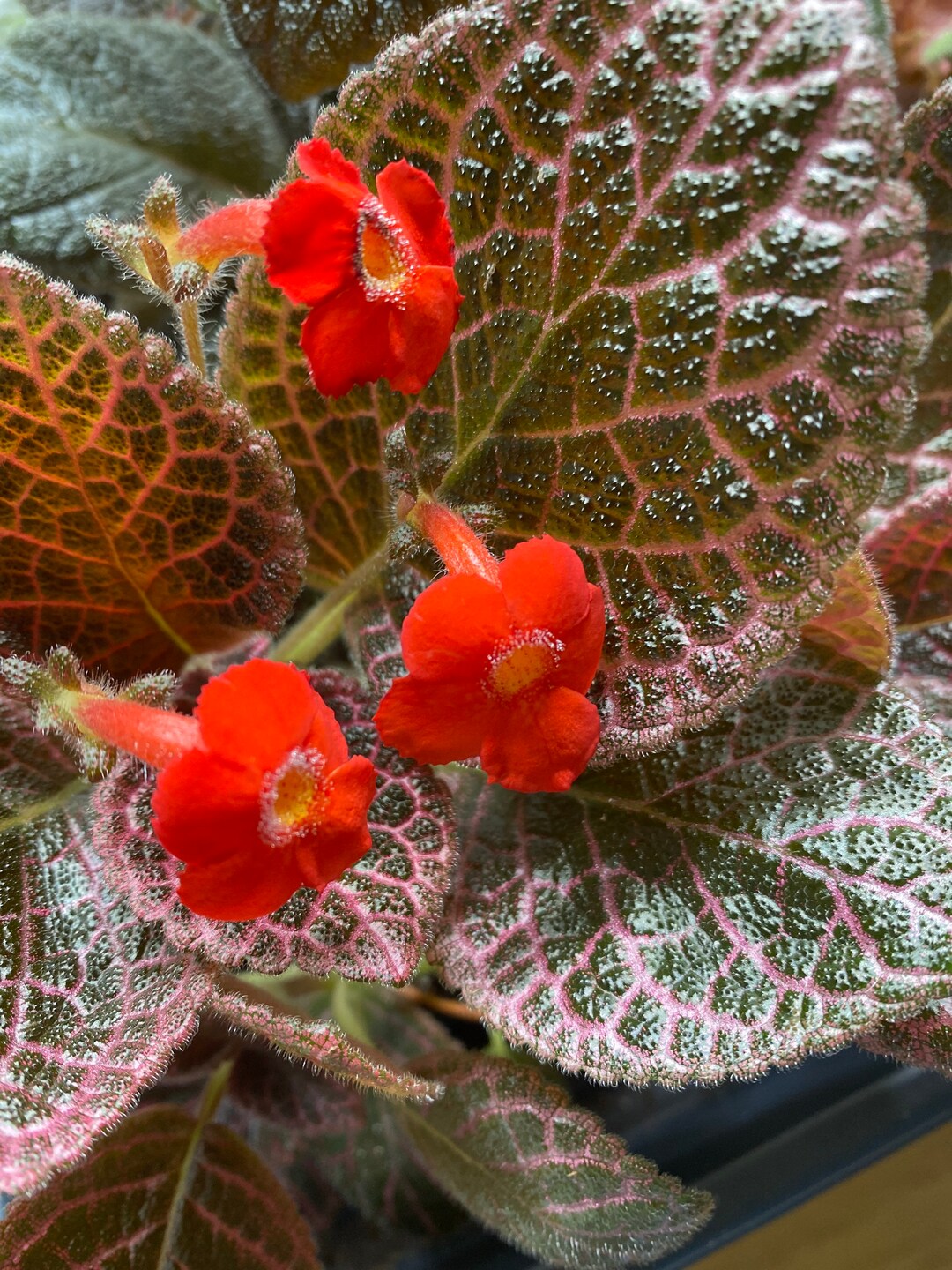 Episcia Gold Digger 2” Pot. Red Color Blooms - Etsy