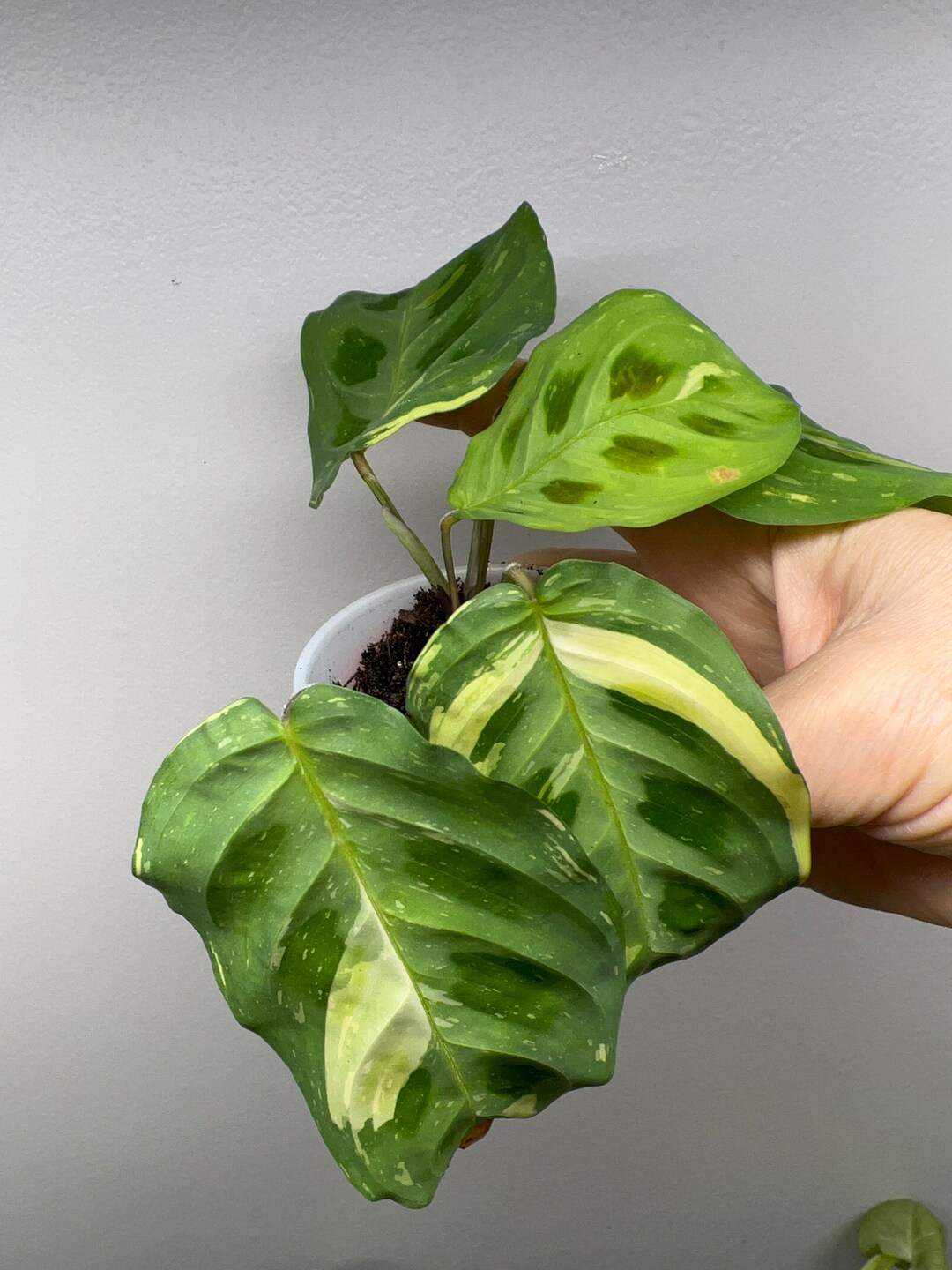 Maranta Beauty Kim 3pot - Etsy