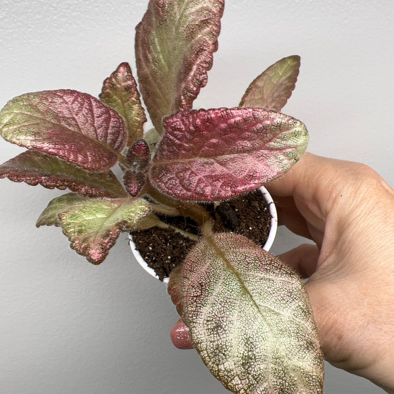 Episcia - Etsy