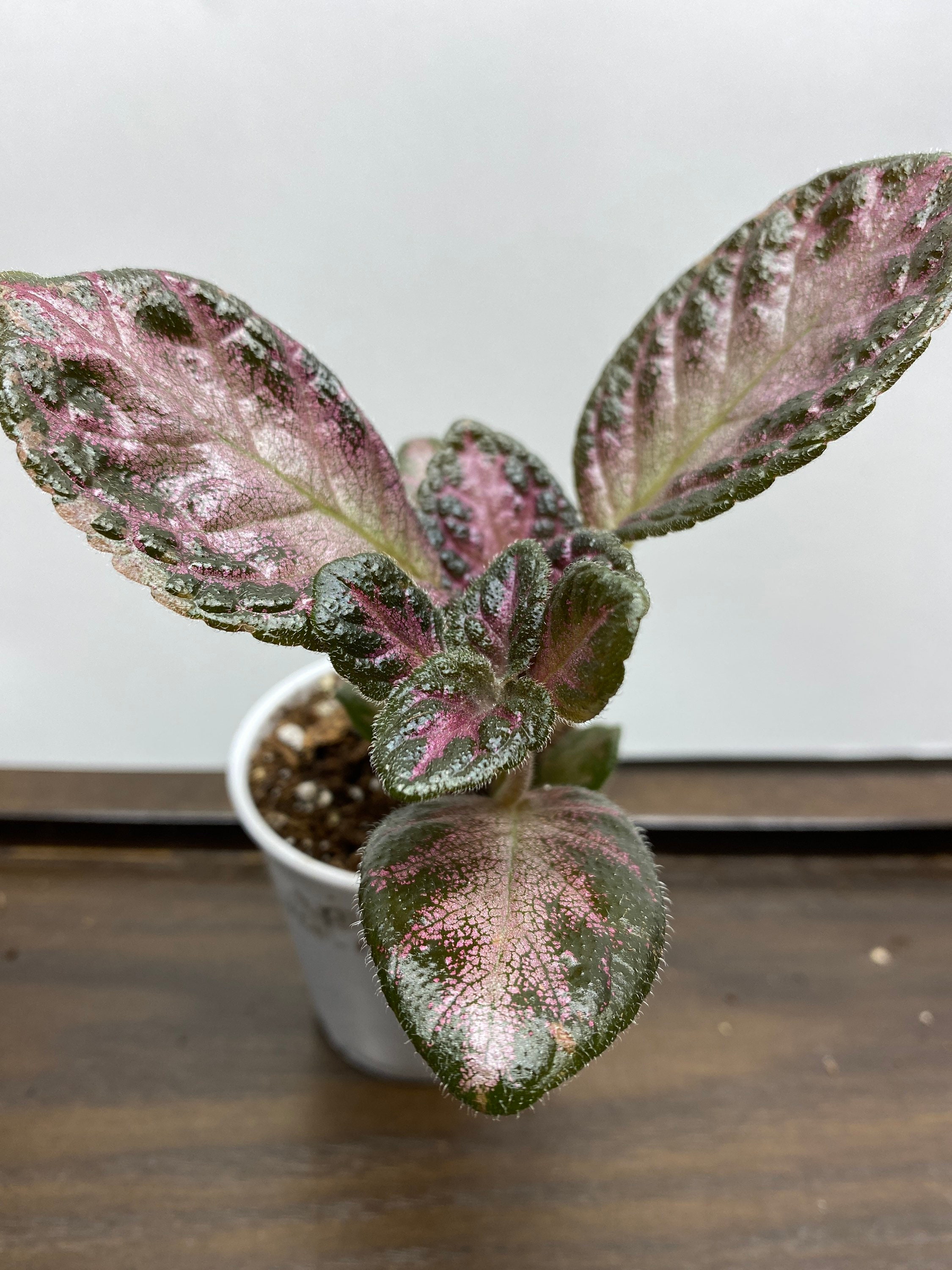 New Episcia Flo-boginya Flora (goddess Flora) 2”pot. (I. Yumina) - Etsy