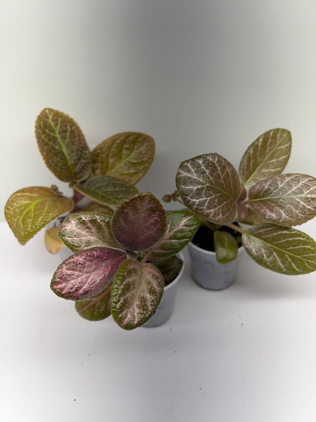 Episcia From Seeds a Set of 3 Episcias 2” Pots(c) - Etsy