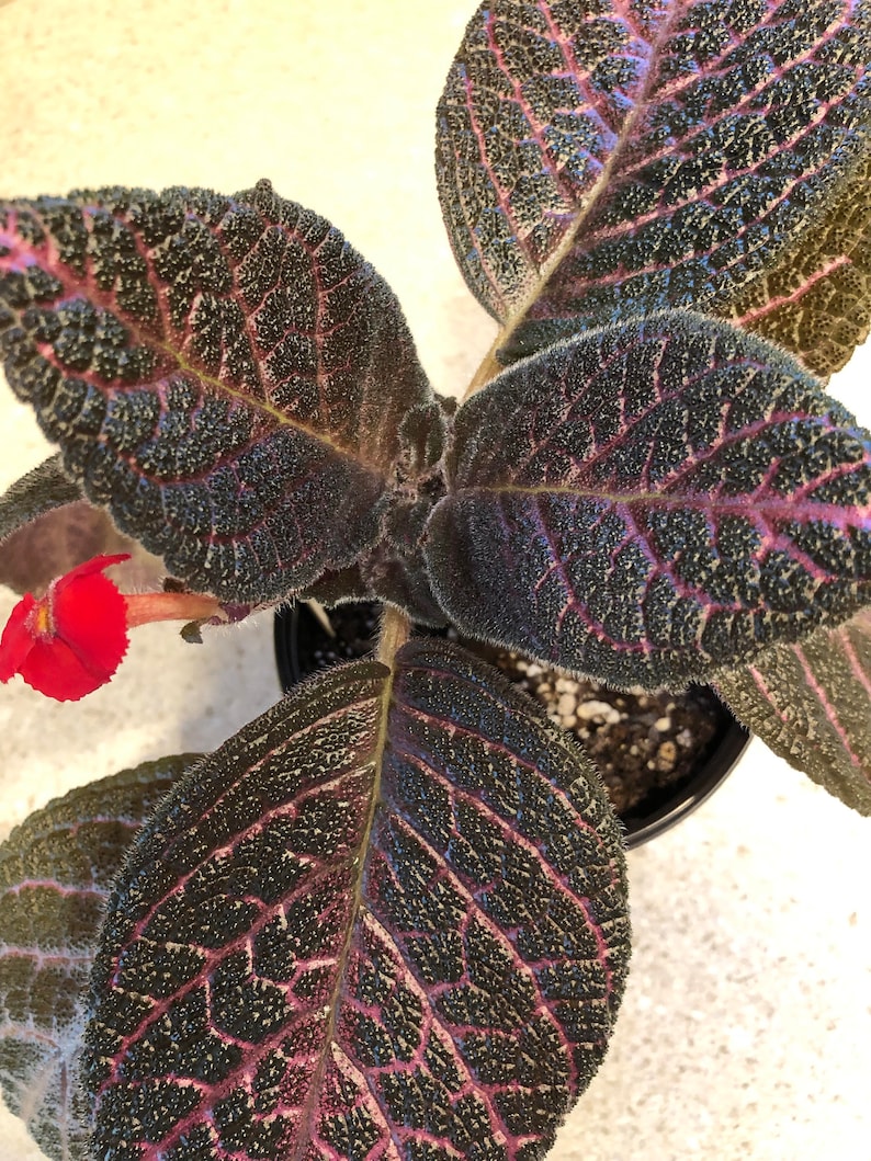 Episcia Kee Wee 2pot / Gesneriad / African Flame Violet - Etsy