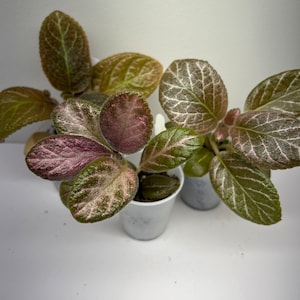 Episcia From Seeds a Set of 3 Episcias 2 Potsc - Etsy