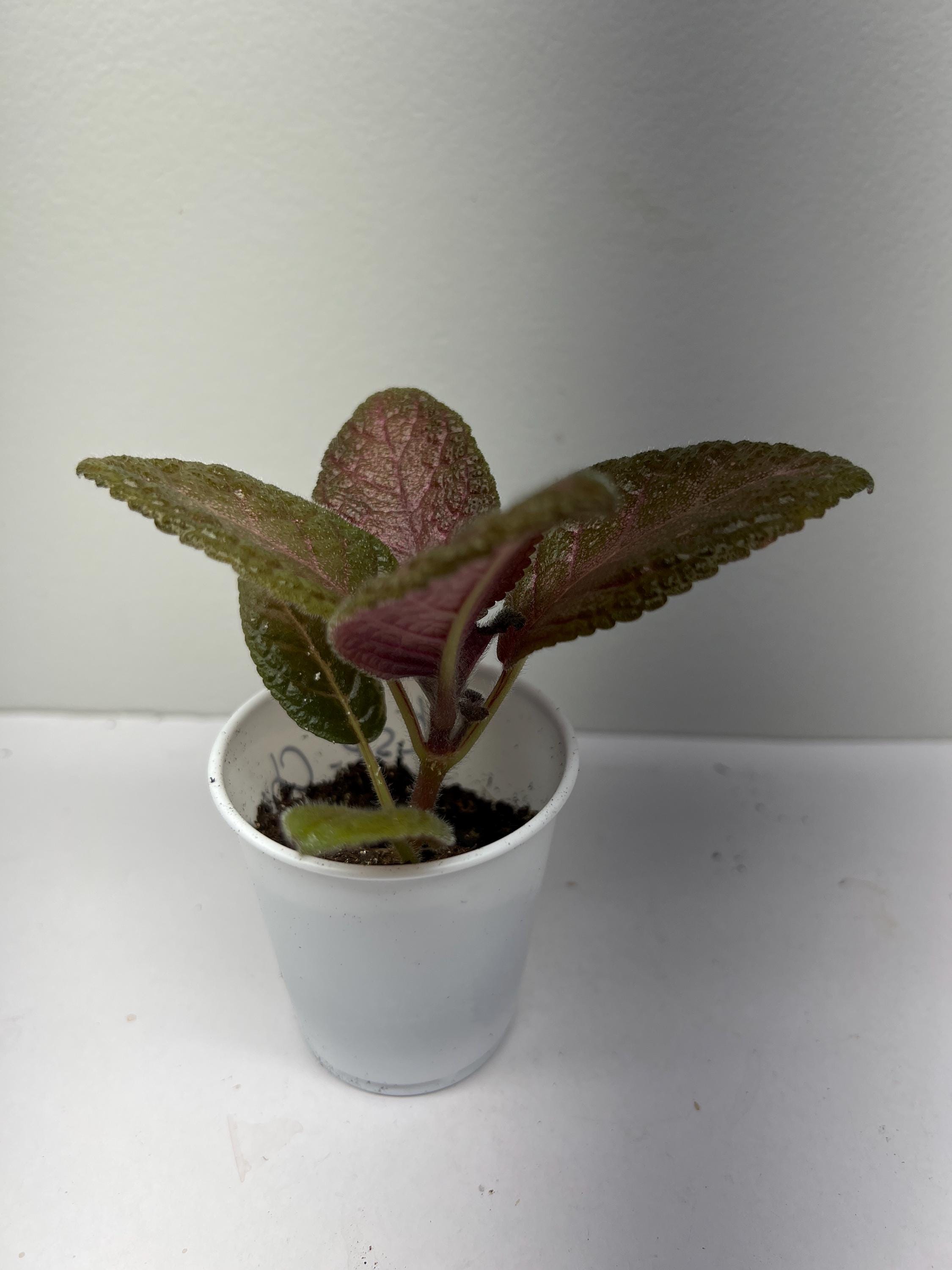 New Episcia Ksp-chumatsʹkyy Shlyakh (milky Way ) (o.pickovets) - Etsy
