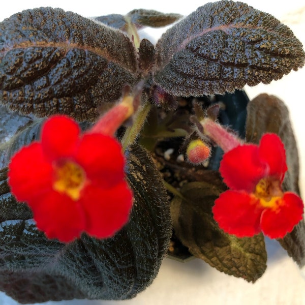 Episcia - Etsy