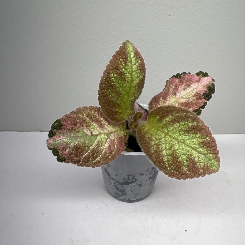 Episcia - Etsy