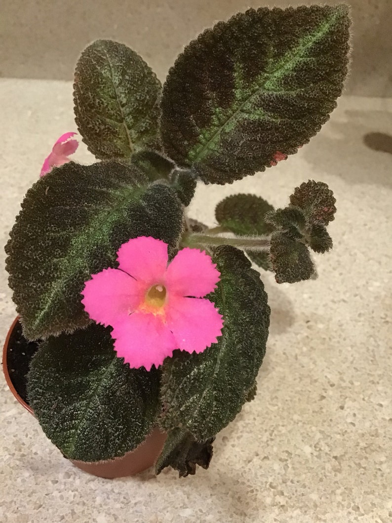 Episcia Pink Panther / African Violets/ Gesneriad/ 2”pot - Etsy