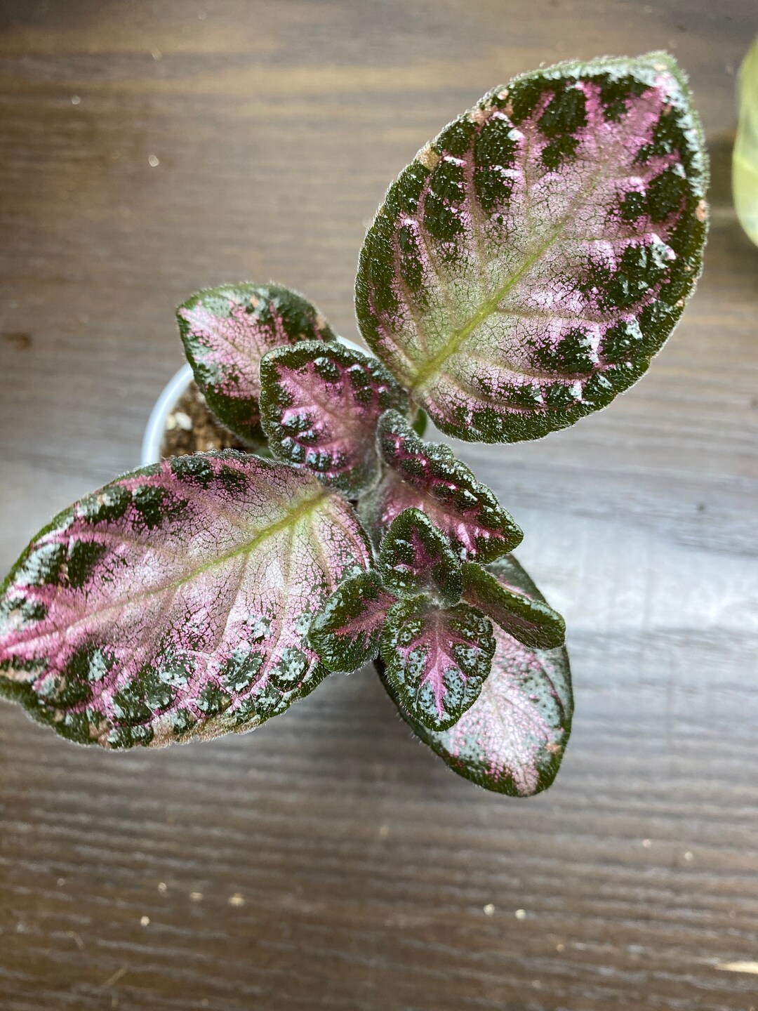 New Episcia Flo-boginya Flora (goddess Flora) 2”pot. (I. Yumina) - Etsy