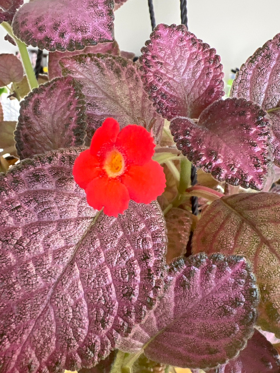Episcia Charm 2”pot - Etsy