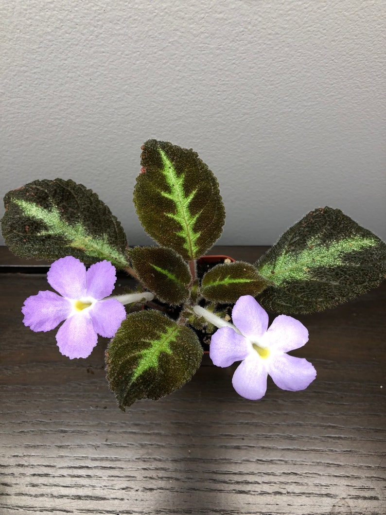 Episcia /Lilacina /Fanny Hague or Blue Nile/Gesneriads / | Etsy