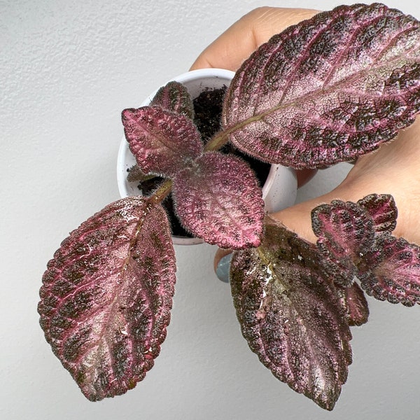 Episcia - Etsy