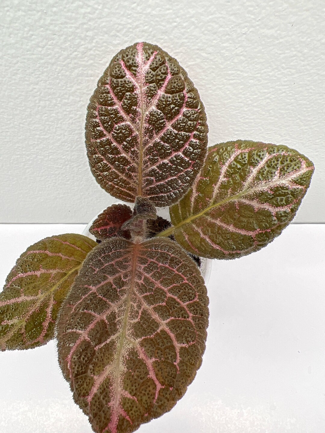 Episcia Dixies Whopper Dopper /red Color Blooms /gesneriad/ African ...