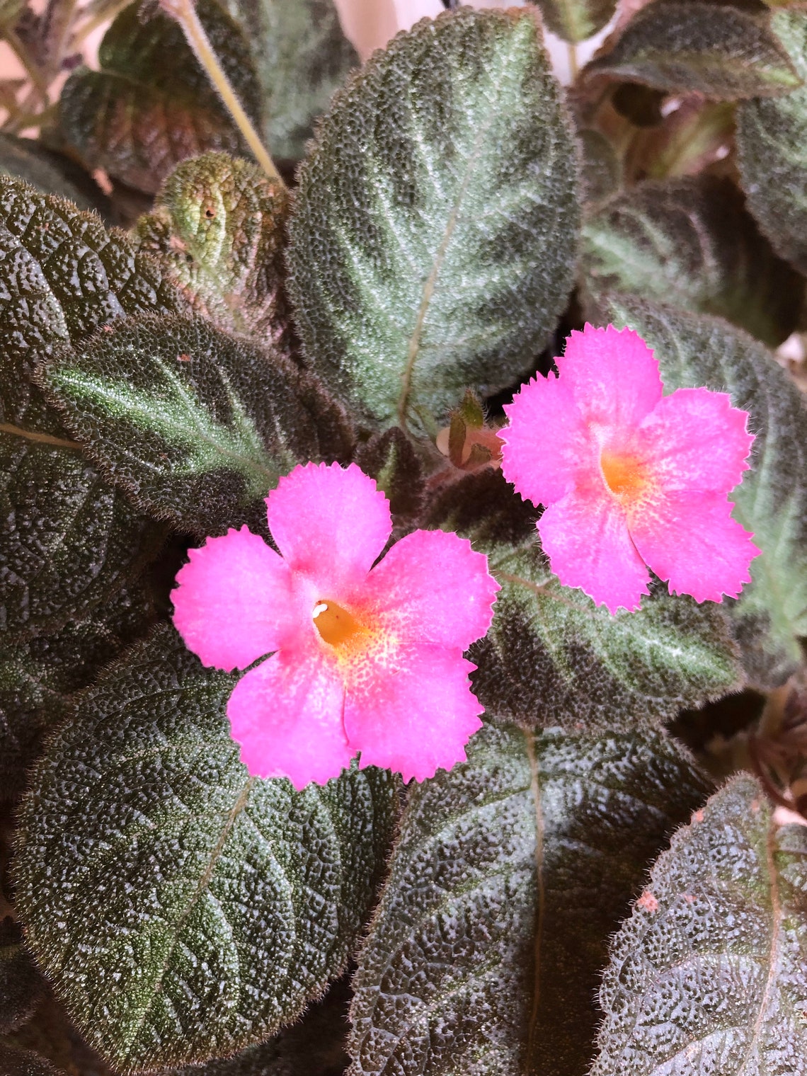 Episcia Pink Panther / African Violets/ Gesneriad/ 2Pot | Etsy