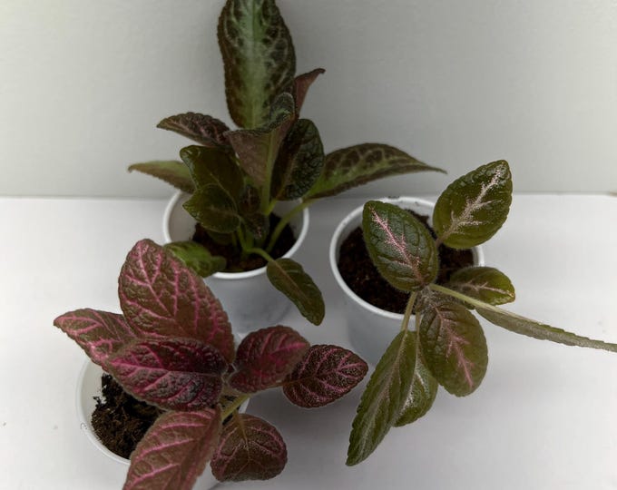 Episcia From Seeds a Set of 3 Episcias 2” Pots(c) - Etsy