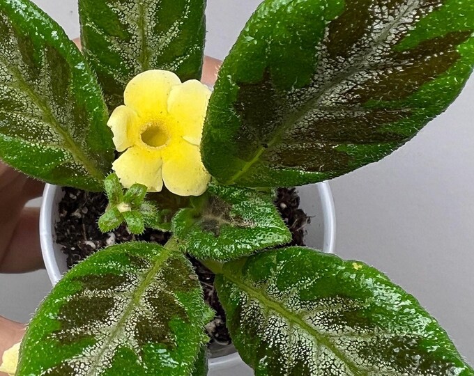 Episcia Sun Gold/ Chimera /gesneriad/ African Violet 2”pot - Etsy