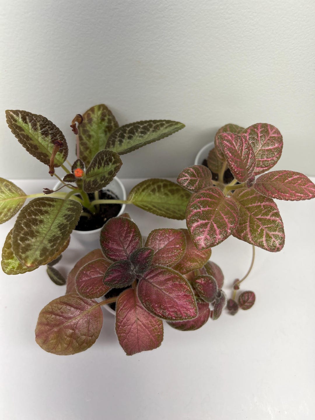 Episcia From Seeds a Set of 3 Episcias 2” Pots(c) - Etsy