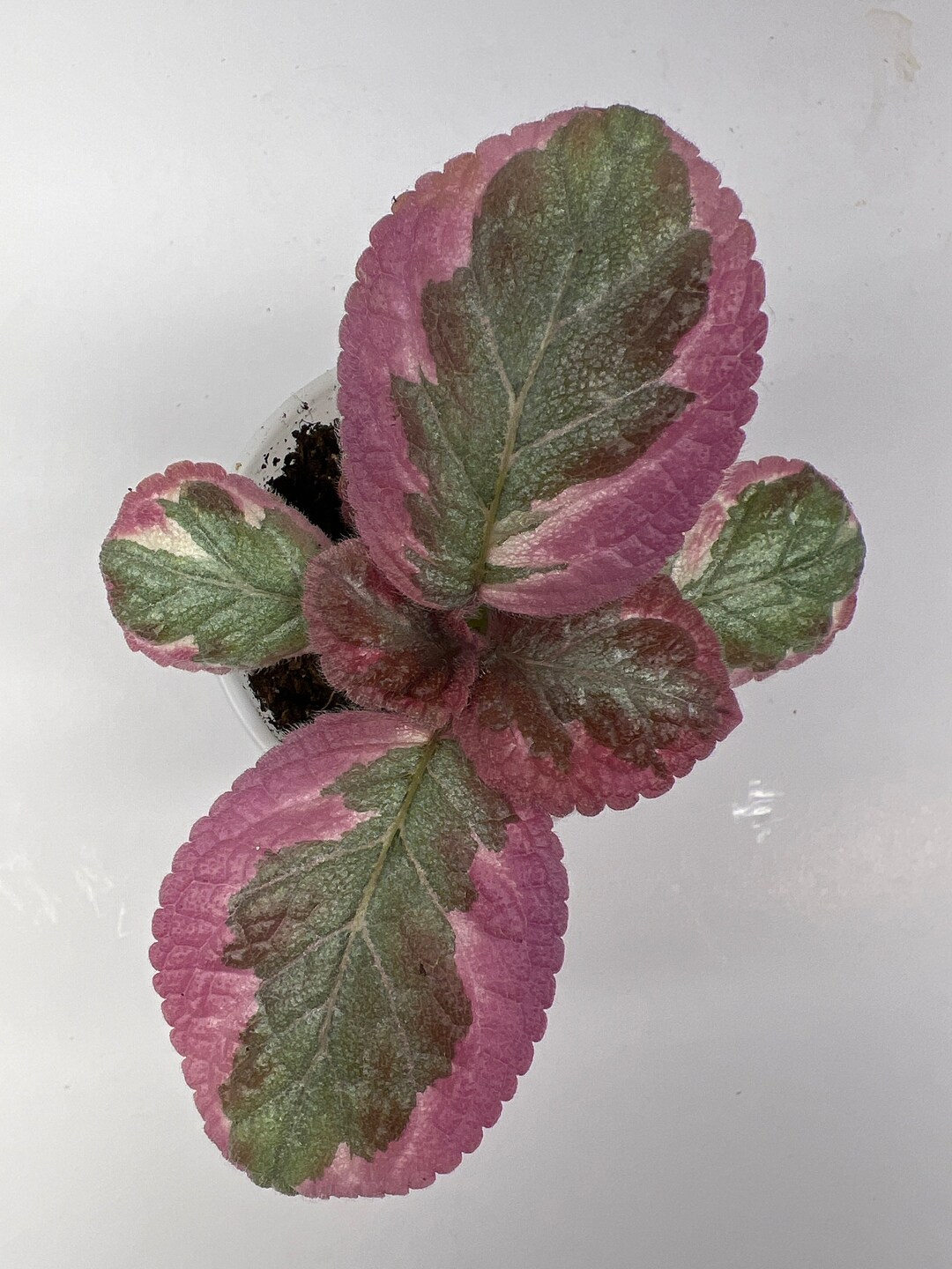 Episcia Cleopatra (red Color Blooms) 2”pot - Etsy