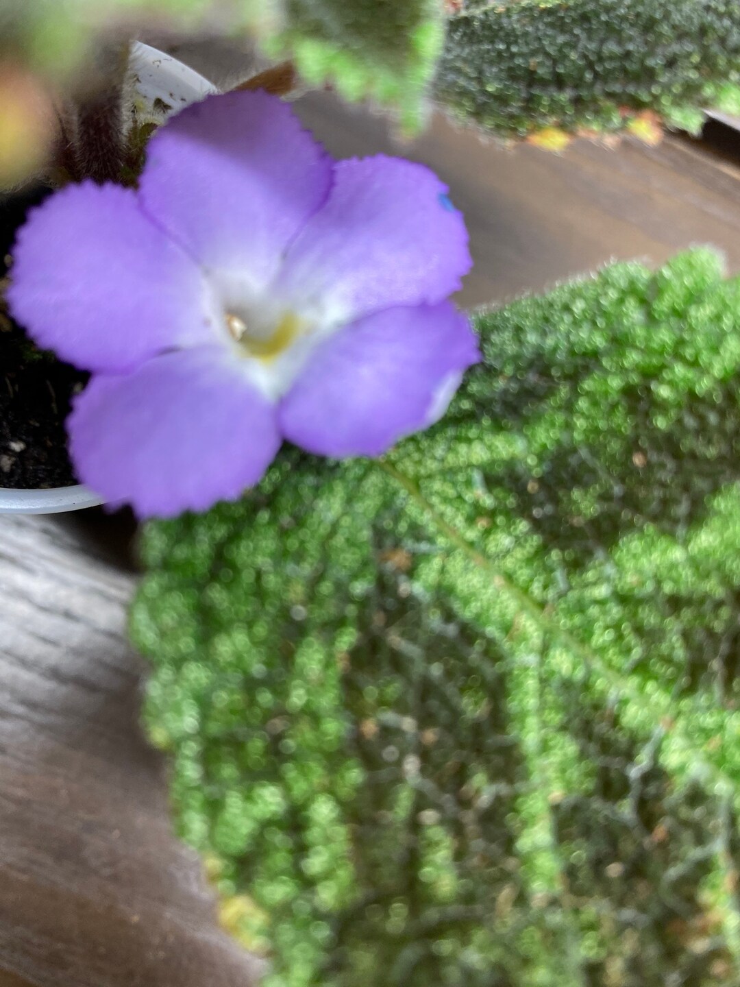 Episcia Emerald Velvet/ Gesneriad/ African Violets/ 2pot - Etsy
