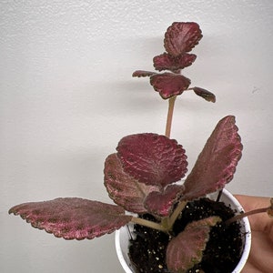 Episcia Charm 2”pot - Etsy
