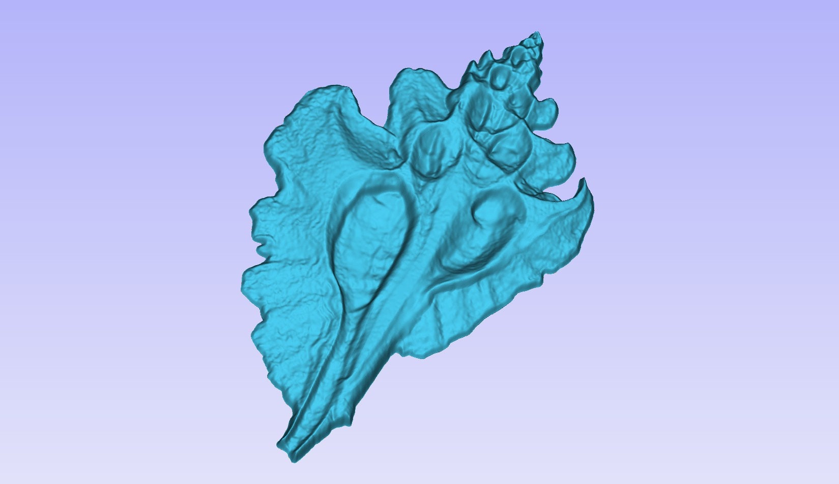 X-ray Wonders: A 3D Sea Shell Art - Where Science Meets Artistry! 3D ...