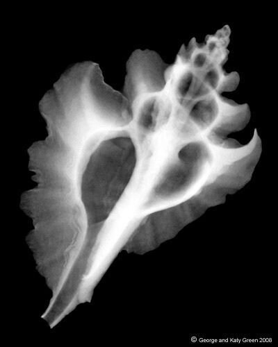 X-ray Wonders: A 3D Sea Shell Art - Where Science Meets Artistry! 3D ...