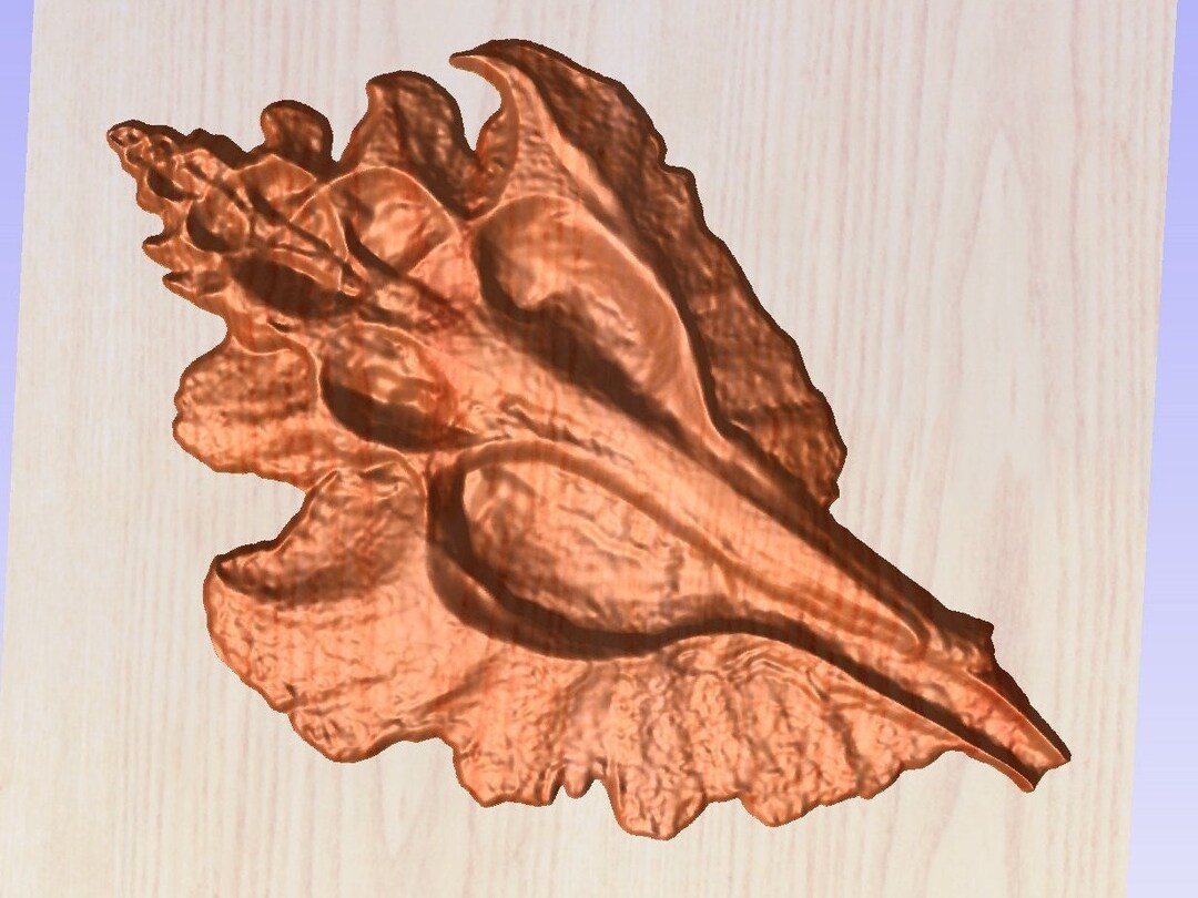 X-ray Wonders: A 3D Sea Shell Art - Where Science Meets Artistry! 3D ...