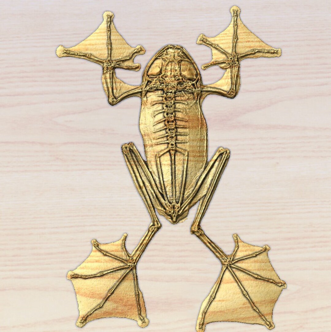 Flying Frog Anatomy 3D STL File: CNC Carving Digital Download - Etsy