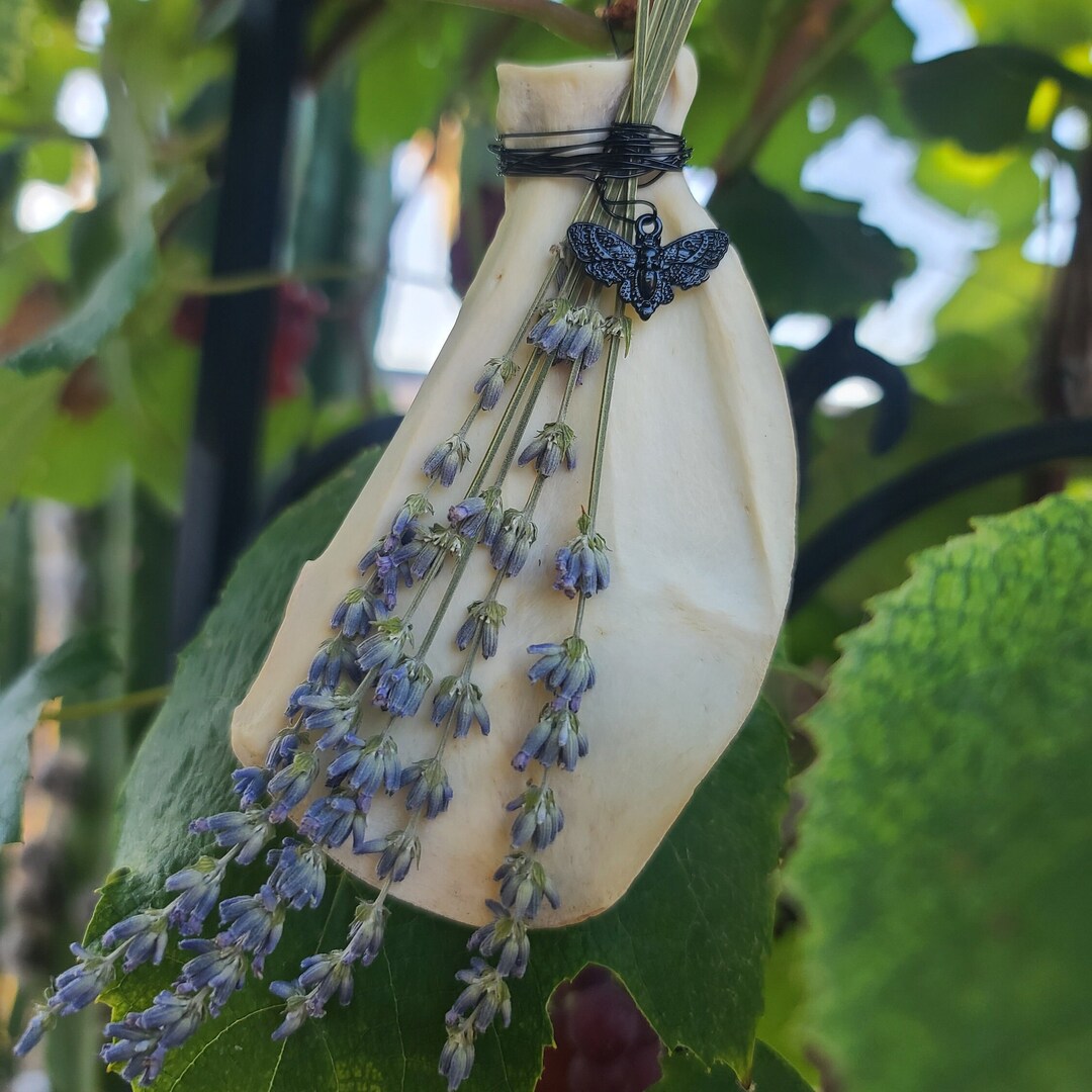Macabre Curio, Protection Charm Ethical Bone Decor With Lavander - Etsy