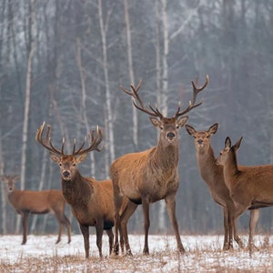 Wood Men's Wedding Ring - Men's Wedding Ring - Whiskey Wood Men's Ring ...