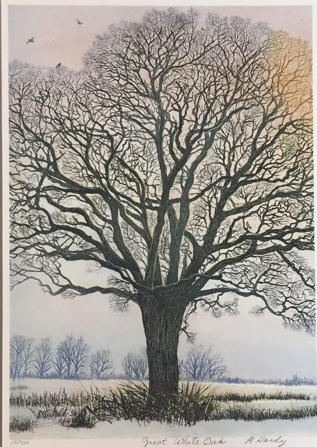Great White Oak, Print From Original Etching by Gerald Hardy, Favorite ...