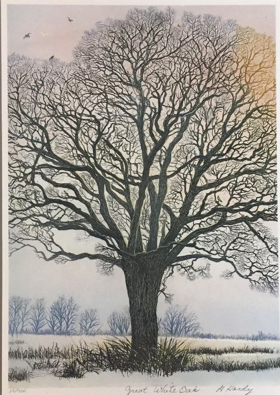 Great White Oak print from original etching by Gerald Hardy | Etsy