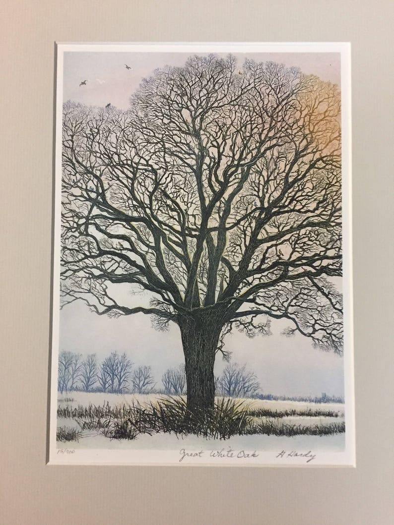 Great White Oak, Print From Original Etching by Gerald Hardy, Favorite ...