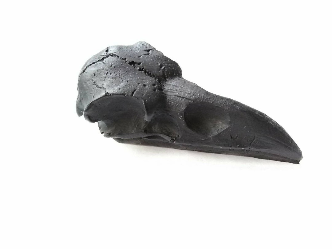 Crow Skull, Resin Cast Raven Head, Bird Replica for Costume, Cosplay ...