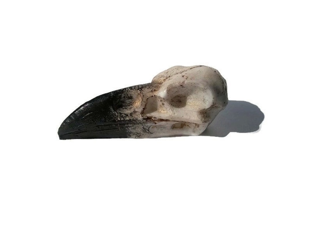 Painted Resin Crow Skull, Realistic Looking Raven Head, Bird Replica ...