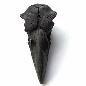 Crow Skull, Resin Cast Raven Head, Bird Replica for Costume, Cosplay ...