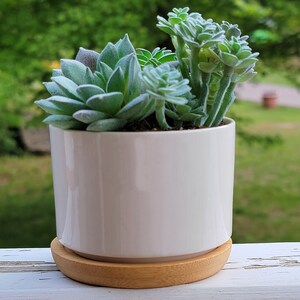 Grumpy Succulent Planters Multipack, Funny Small Plant Pots With ...