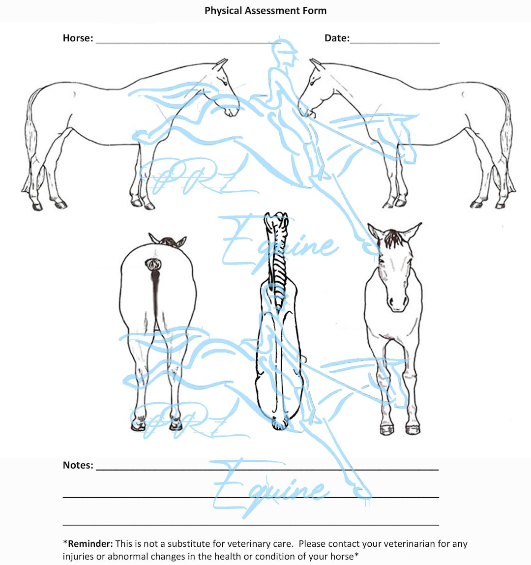 Equine Bodywork Form - Etsy