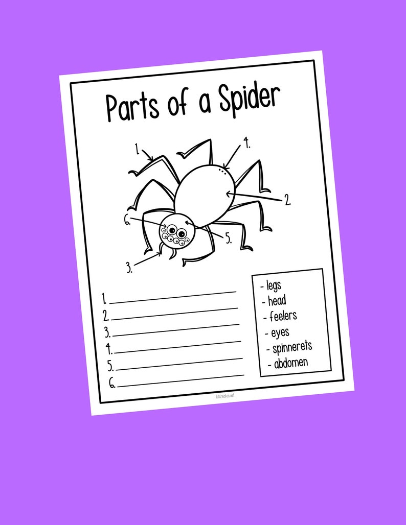 Parts of a Spider Worksheet Printable Halloween Activity - Etsy