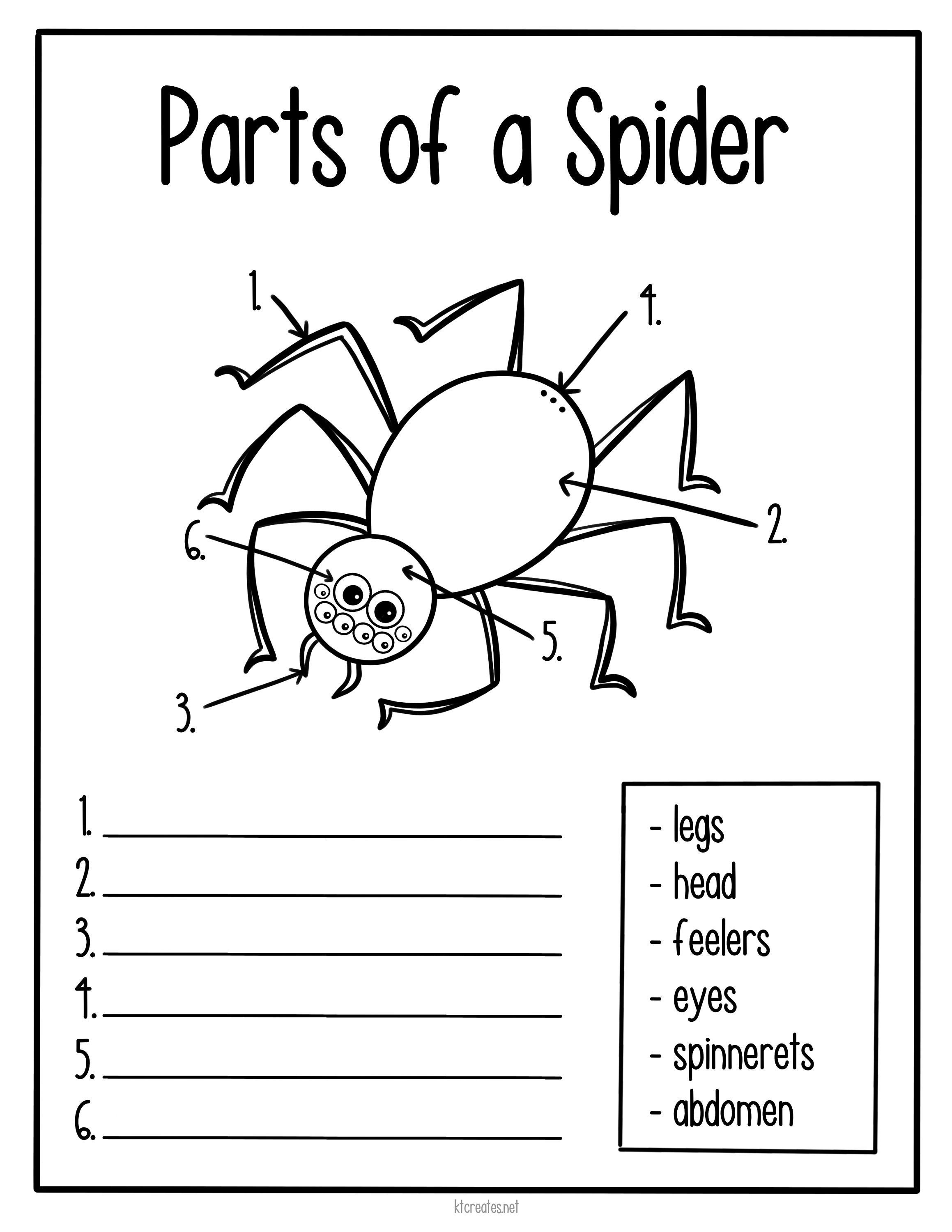 Parts of a Spider Worksheet Printable Halloween Activity - Etsy