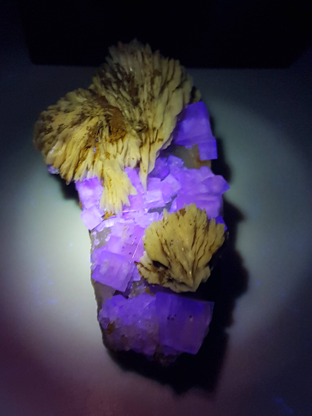 Rare Yellow Gold Cubic Fluorite W Bladed Barite on Matrix. UV - Etsy