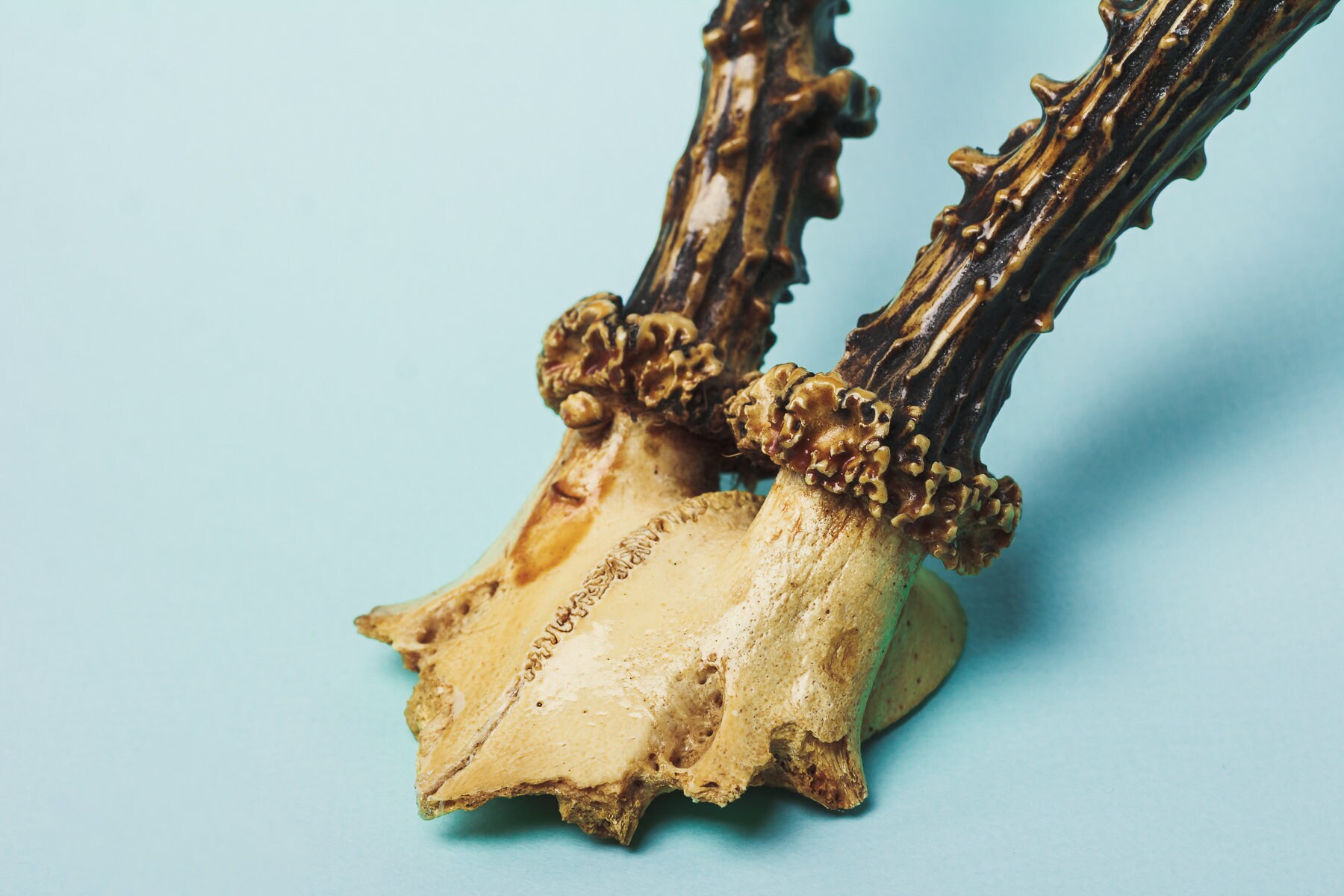 Natural Gazelle Antler Horns Pair Two Real Animal Horns Decor | Etsy