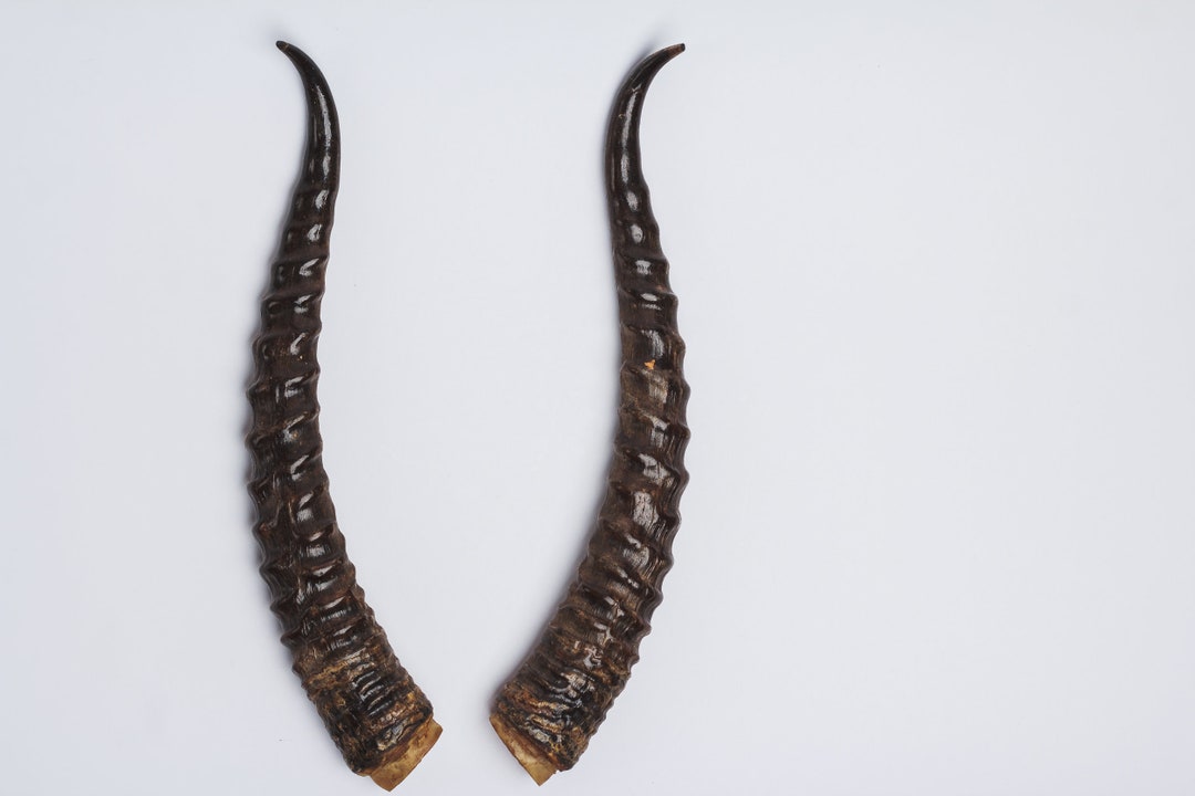 Natural Gazelle Antler Horns Pair Two Real Animal Horns Decor Vintage ...