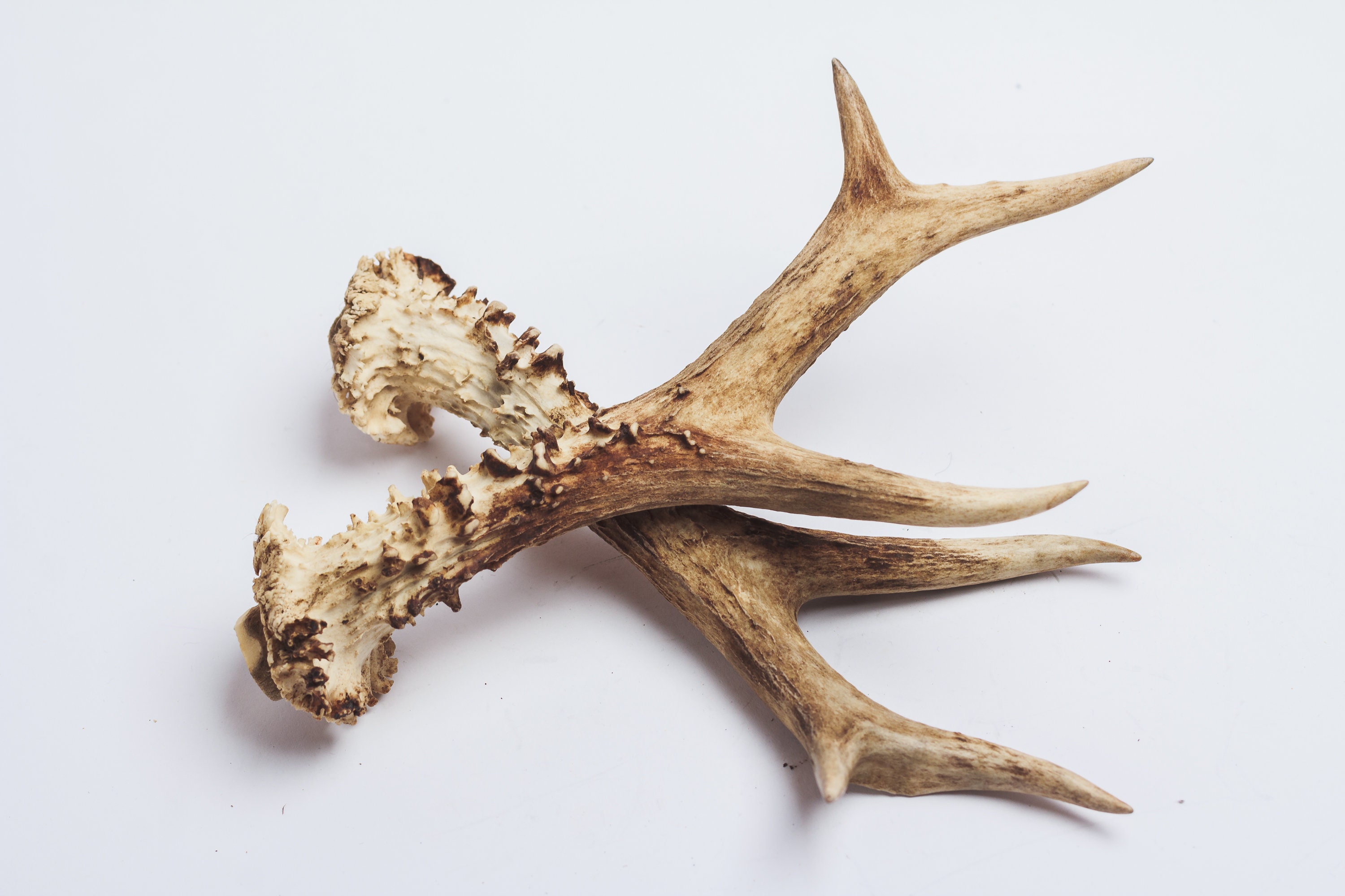 Natural Deer Antler Horns Pair Two Real Animal Horns Decor | Etsy