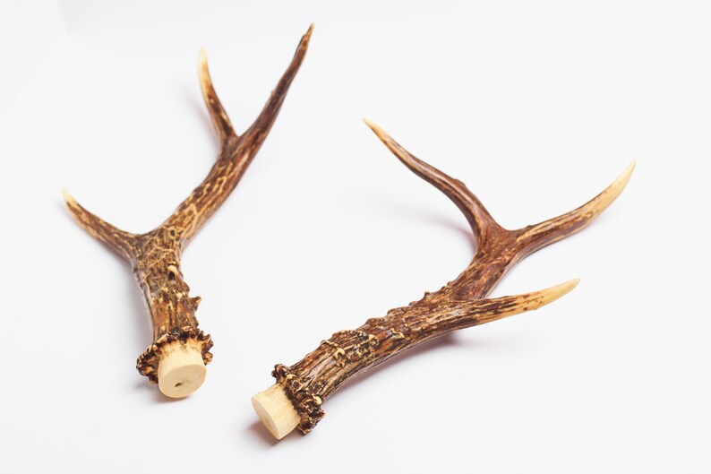 Natural Gazelle Antler Horns Pair Two Real Animal Horns Decor Vintage ...